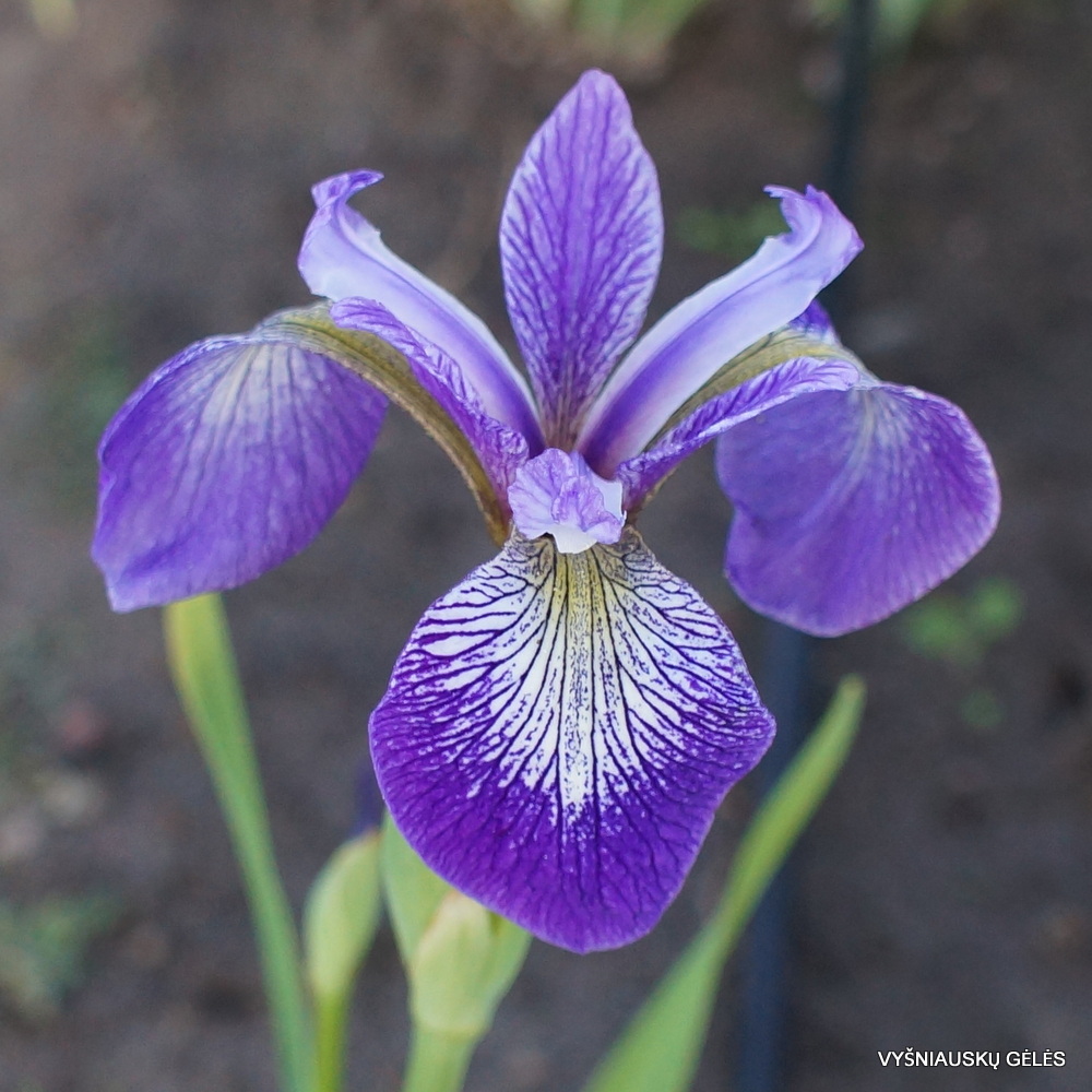 Iris versicolor - Vyšniauskų gėlės