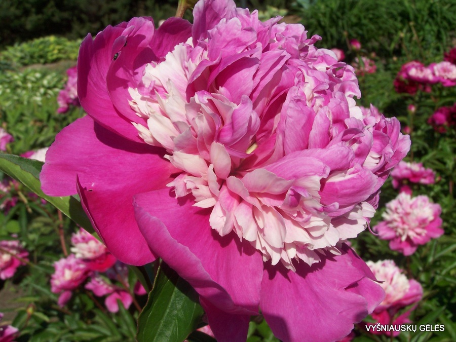 ‘Qi Hua Lu Shuang‘ - Vyšniauskų gėlės