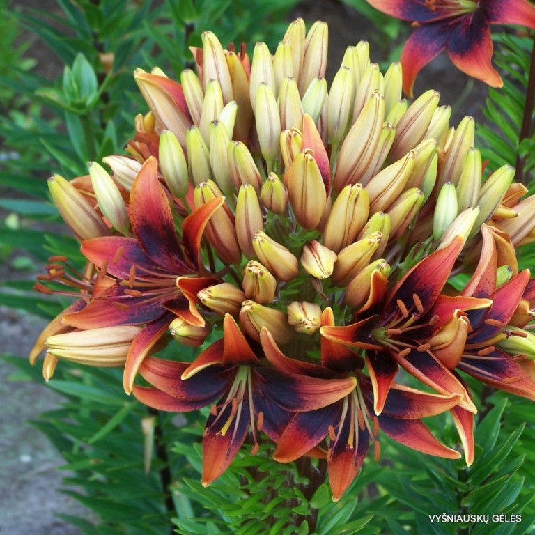 Lelijos - 2024 m. ruduo Archives - Vyšniauskų gėlės