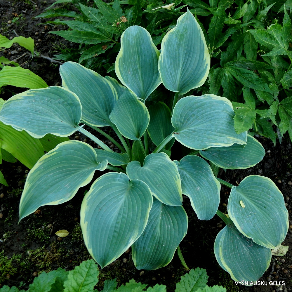 Melsvės F - J Archives - Vyšniauskų gėlės