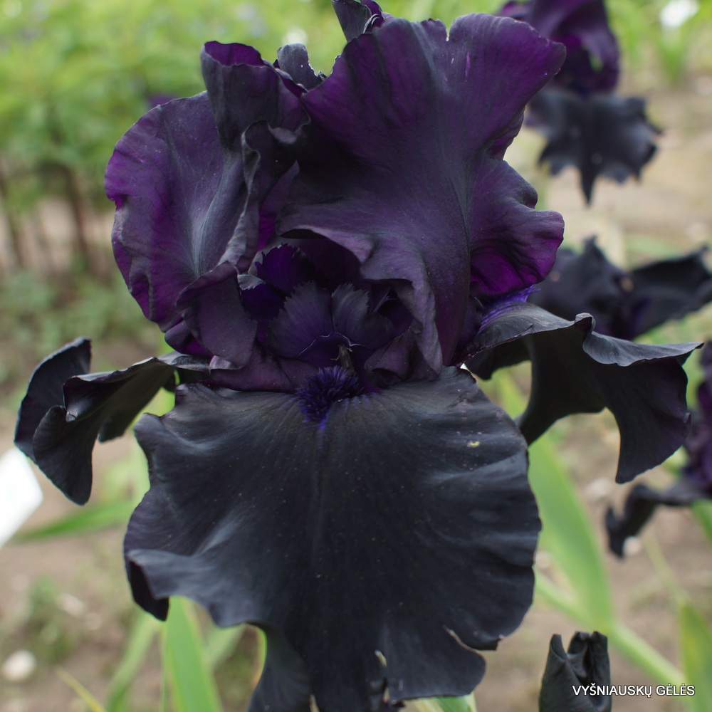 'Hello Darkness' - Vyšniauskų gėlės