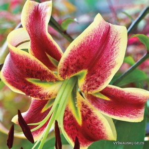 Lelijos (Lilium) Archives - Vyšniauskų gėlės