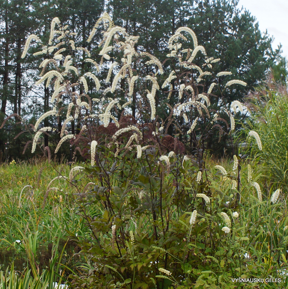 Cimicifuga simplex ’Queen of Sheba’ - Vyšniauskų gėlės