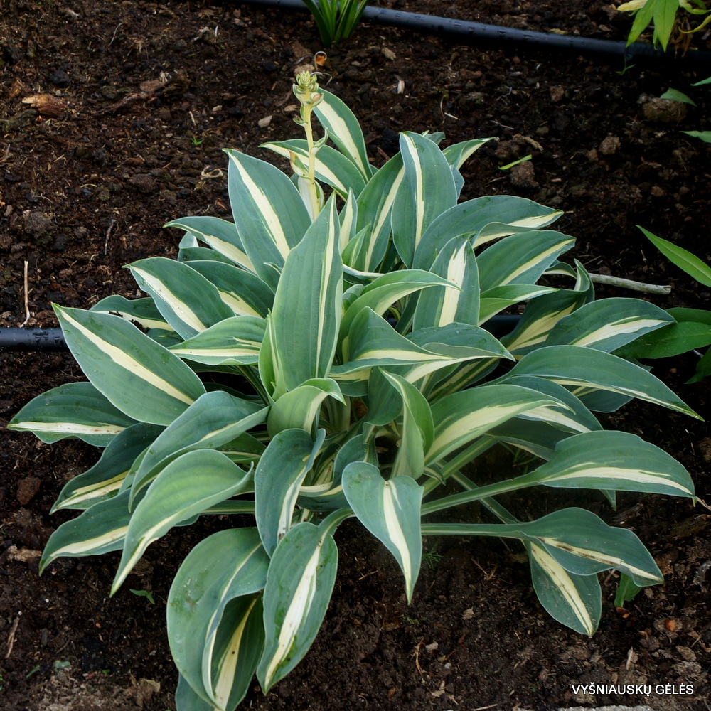 'Little Treasure' - Vyšniauskų gėlės