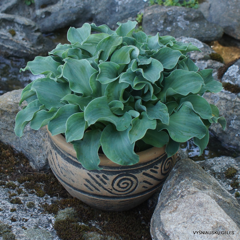 'Dancing Mouse' - Vyšniauskų gėlės