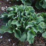 'Dancing Mouse' - Vyšniauskų gėlės