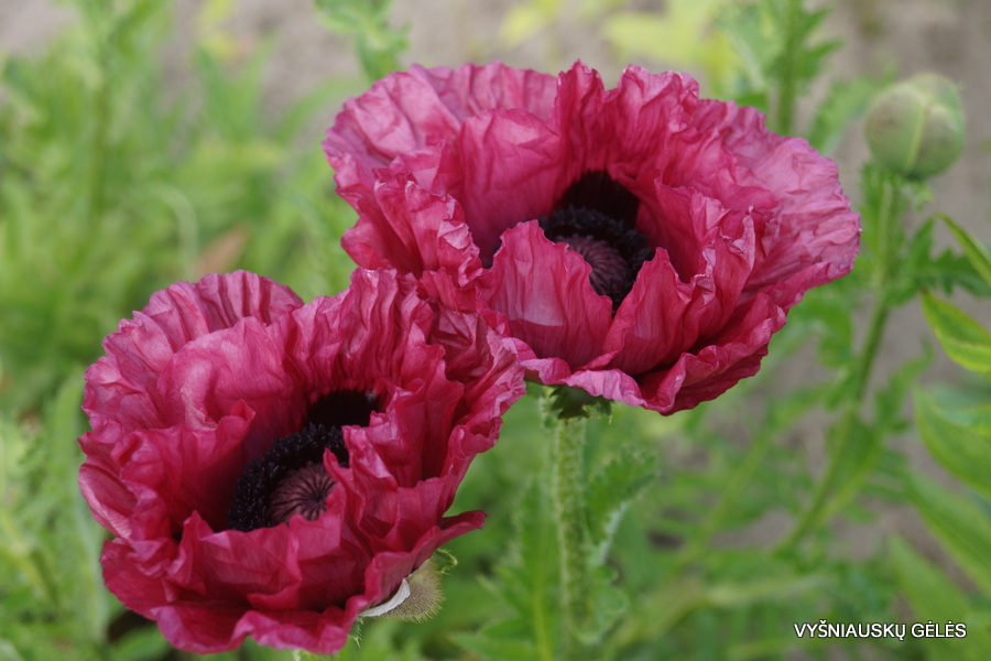 Papaver ‘Central Park‘ - Vyšniauskų gėlės