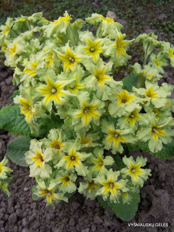 Primula ‘Francesca‘ - Vyšniauskų gėlės