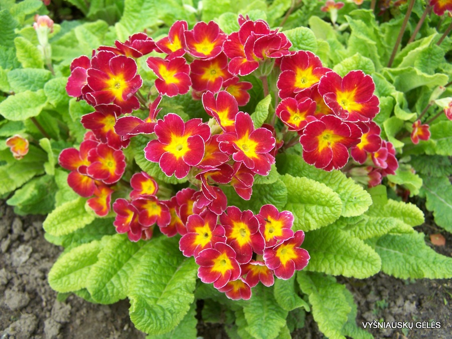 Primula ‘Rainbow Scarlet‘ - Vyšniauskų gėlės