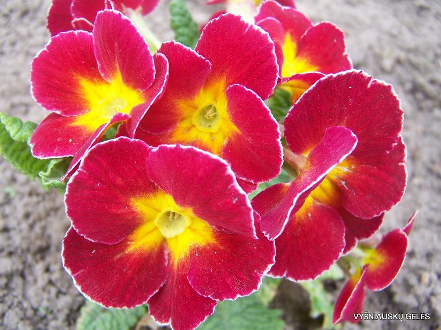 Primula ‘Rainbow Scarlet‘ - Vyšniauskų gėlės