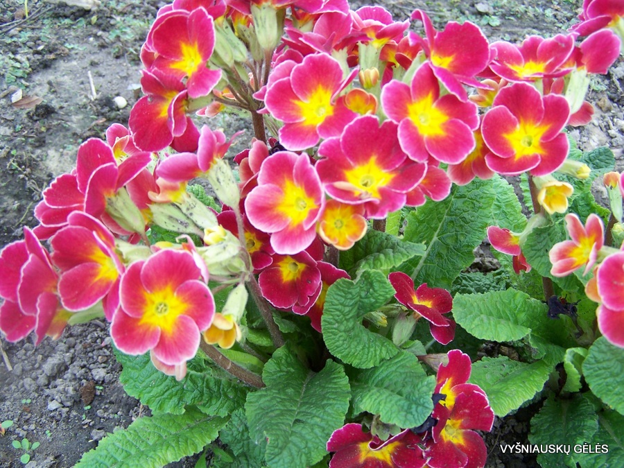 Primula ‘Rainbow Scarlet‘ - Vyšniauskų gėlės