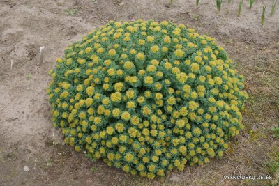 Rhodiola rosea - Vyšniauskų gėlės