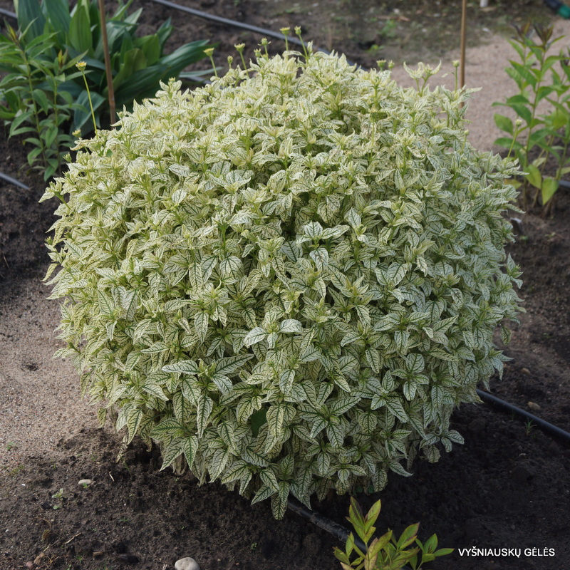 Heliopsis helianthoides ‘Debesėlis‘ - Vyšniauskų gėlės