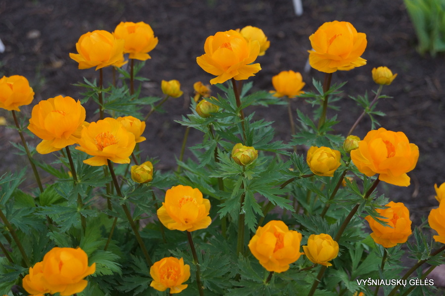 Trollius ‘Orange Princess‘ - Vyšniauskų gėlės