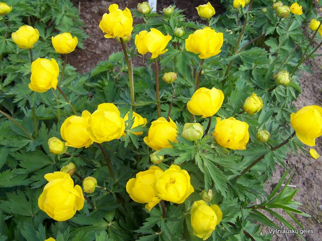 Trollius ‘Yellow Queen’ - Vyšniauskų gėlės