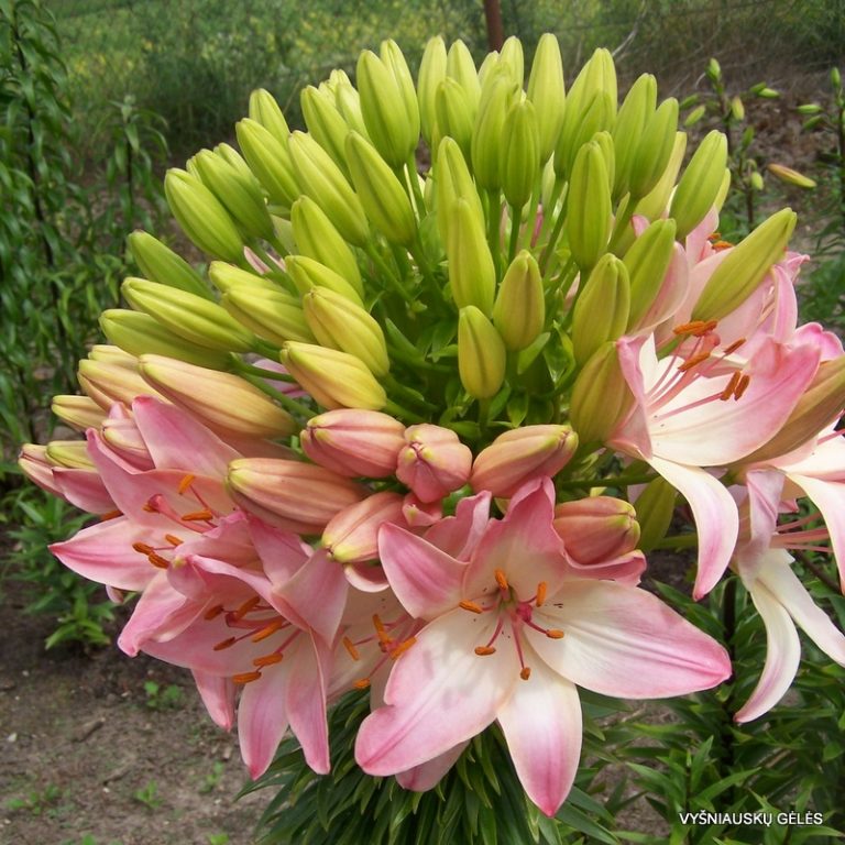 Lelijos - 2024 m. ruduo Archives - Vyšniauskų gėlės