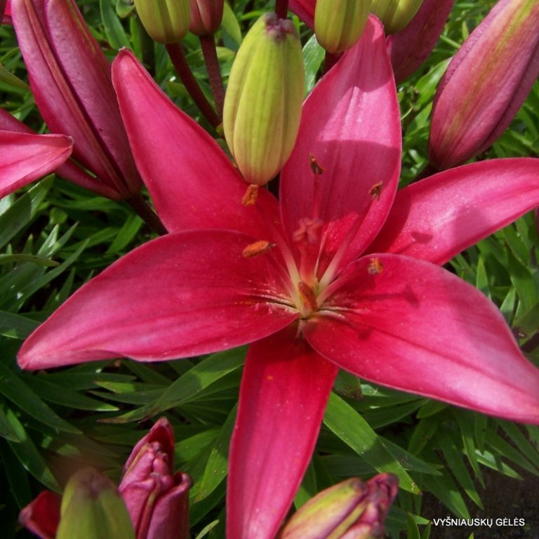 Lelijos - 2021 m. ruduo Archives - Vyšniauskų gėlės