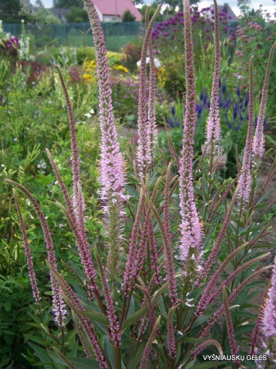 Veronicastrum virginicum 'Erica' - Vyšniauskų gėlės