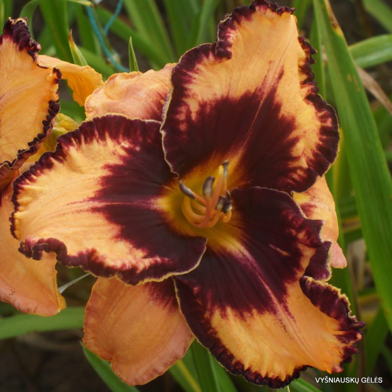 'Gavin Petit' - Vyšniauskų gėlės