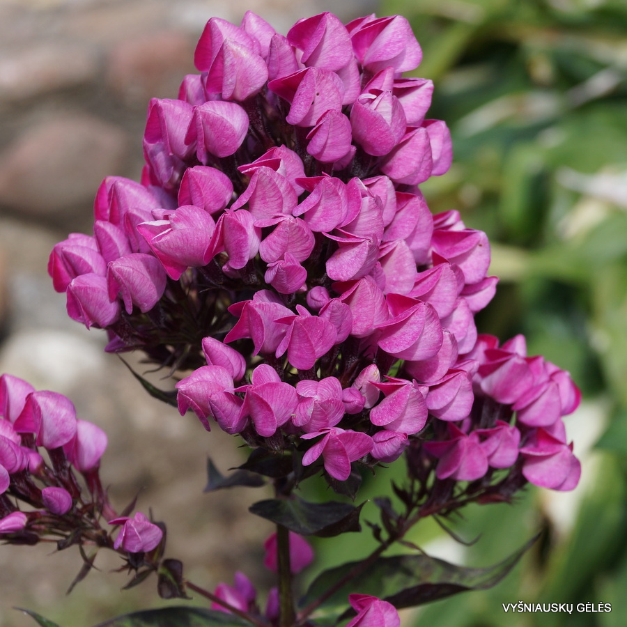 ‘Butonik‘ - Vyšniauskų gėlės