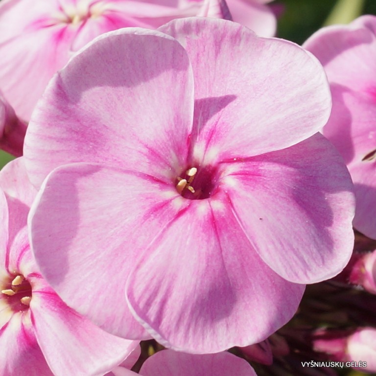 ‘Joli Coeur‘ - Vyšniauskų gėlės