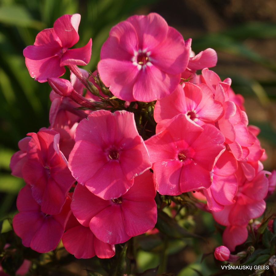‘Pink Attraction‘ - Vyšniauskų gėlės