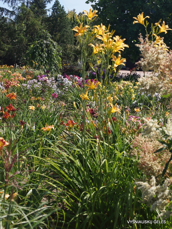 'Autumn Minaret' - Vyšniauskų gėlės