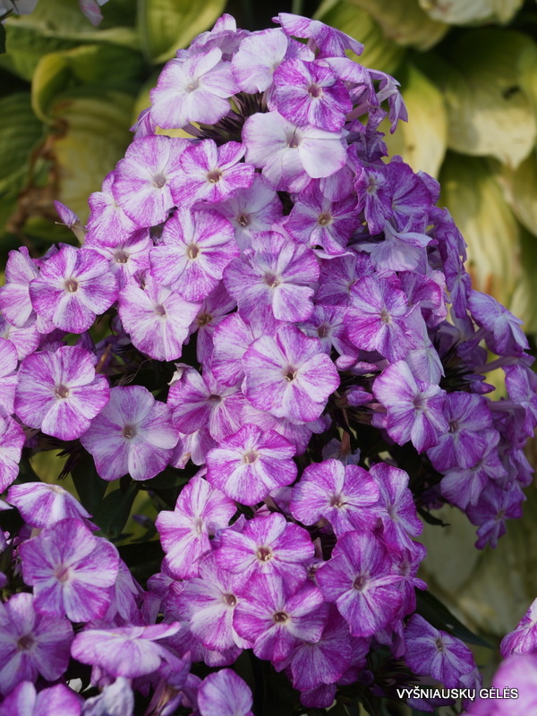 ‘Freckle Blue Shades‘ - Vyšniauskų gėlės