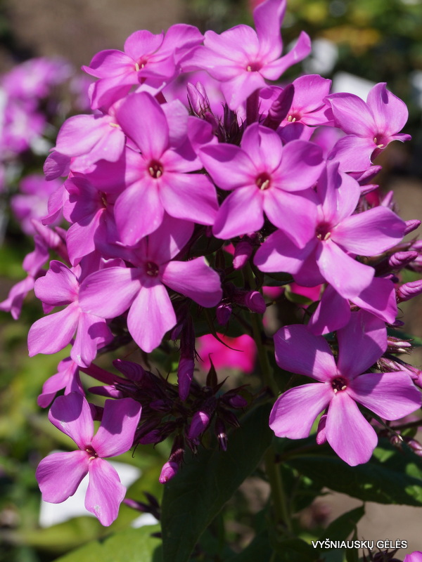 ‘Siren‘ - Vyšniauskų gėlės