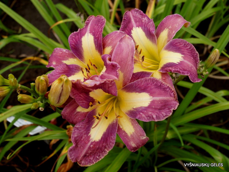 'Aerial Applique' - Vyšniauskų gėlės