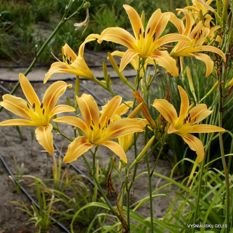 'Autumn Minaret' - Vyšniauskų gėlės