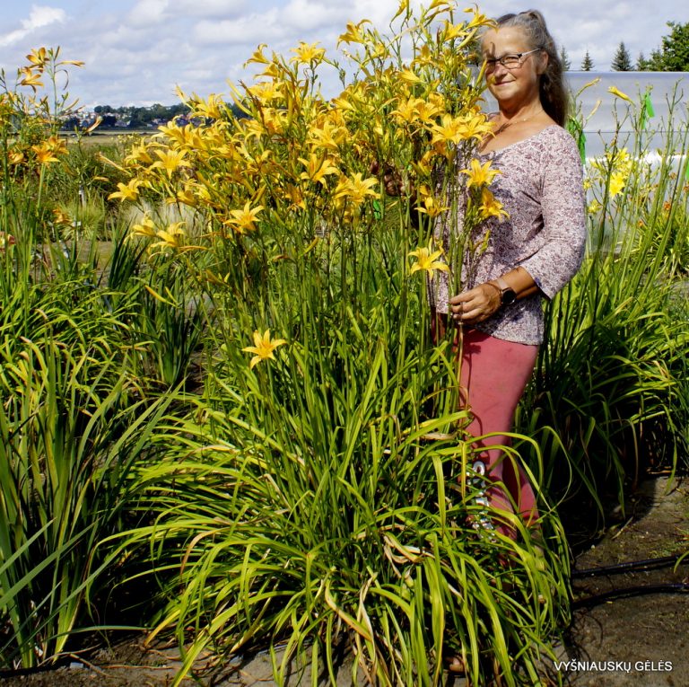 'Autumn Minaret' - Vyšniauskų gėlės
