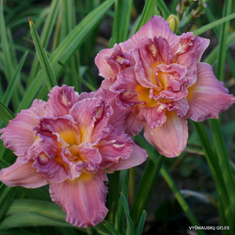 'Lilac Rose' - Vyšniauskų gėlės