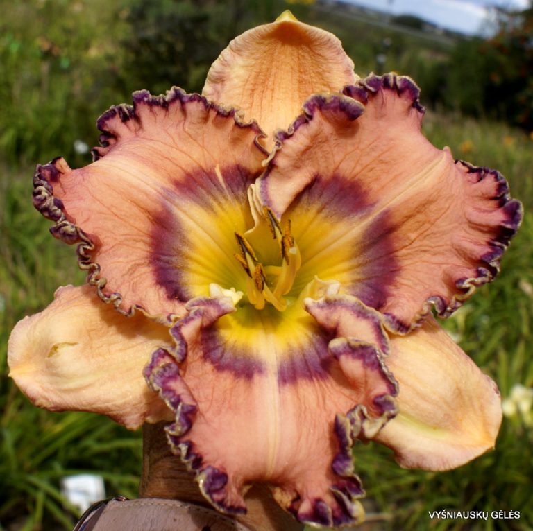 'Reggie Morgan' - Vyšniauskų gėlės