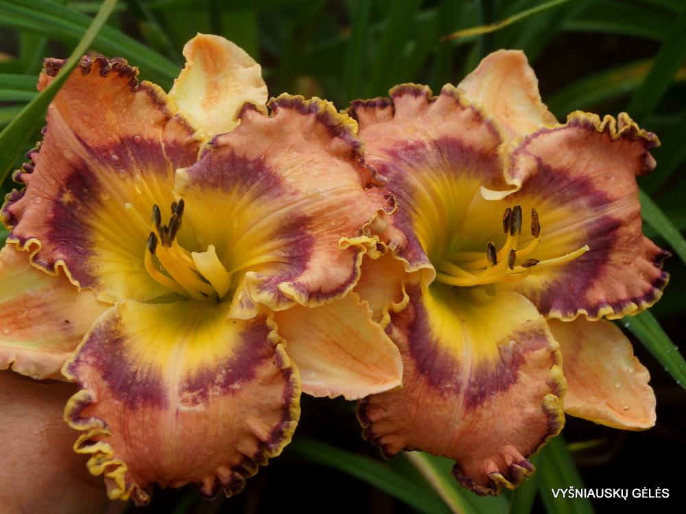 'Reggie Morgan' - Vyšniauskų gėlės