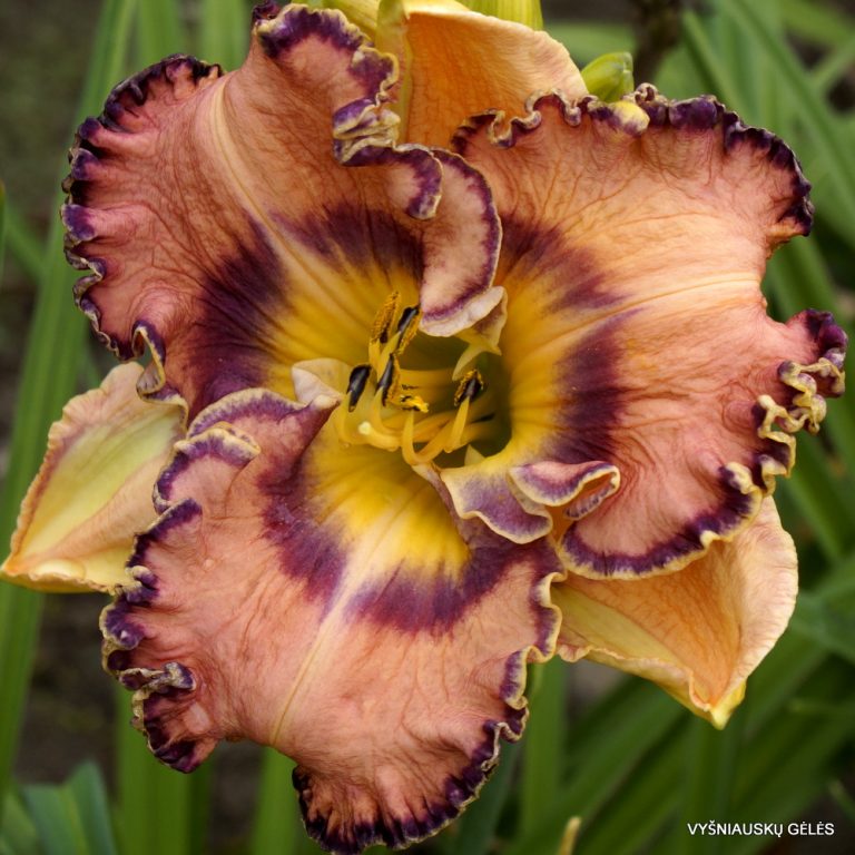 'Reggie Morgan' - Vyšniauskų gėlės