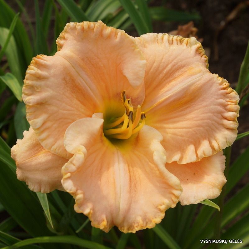 'Angelwalker' - Vyšniauskų gėlės