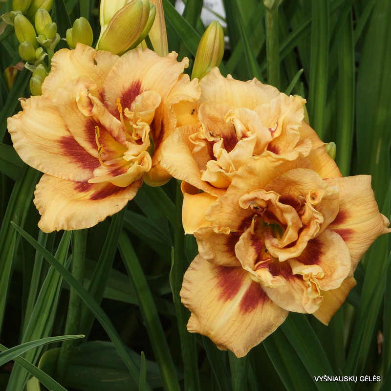 'Chestnut Eyes' - Vyšniauskų gėlės