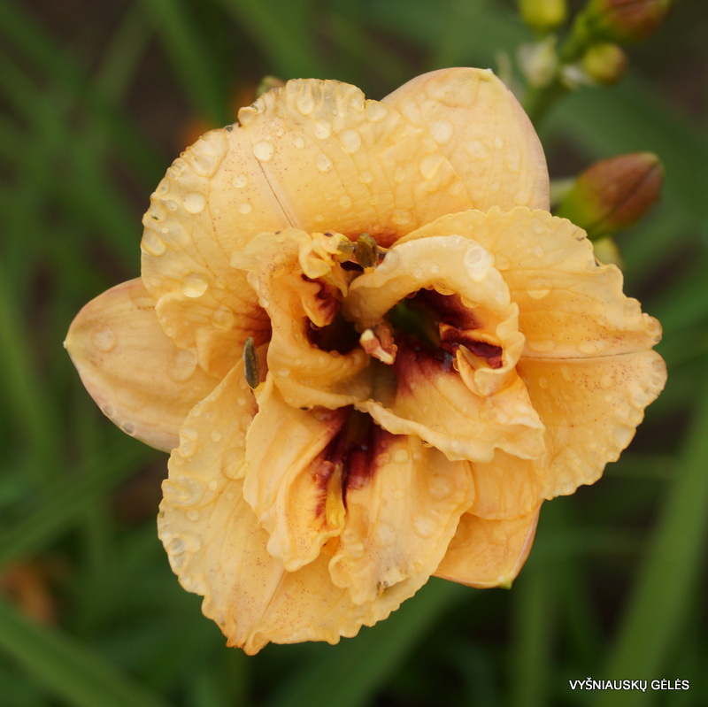 'Dewy Sweet' - Vyšniauskų gėlės