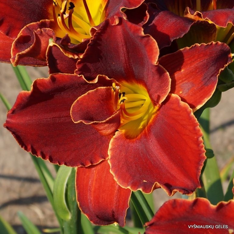 'Double Firecracker' - Vyšniauskų gėlės