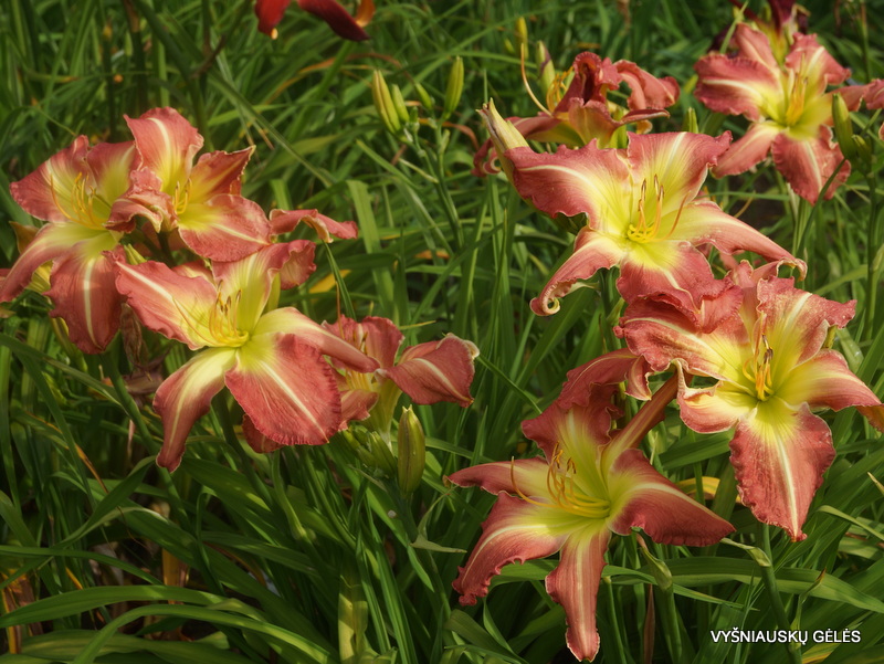 viendienės 'Pink Super Spider' (2) - Vyšniauskų gėlės