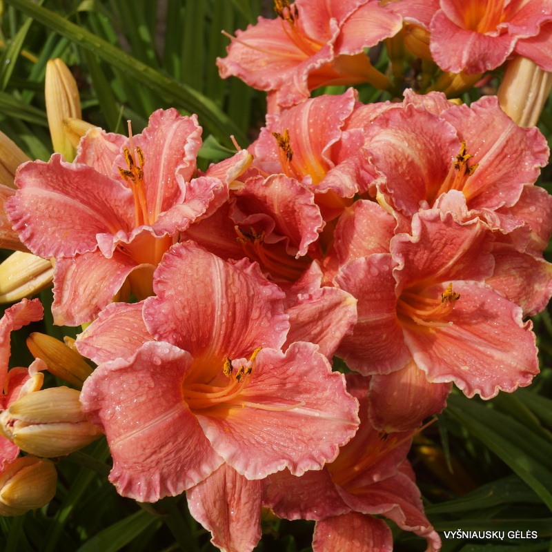 'Pretty Fancy' - Vyšniauskų gėlės