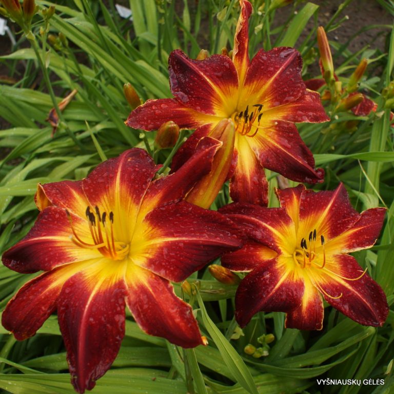 'Ruby Spider' - Vyšniauskų gėlės