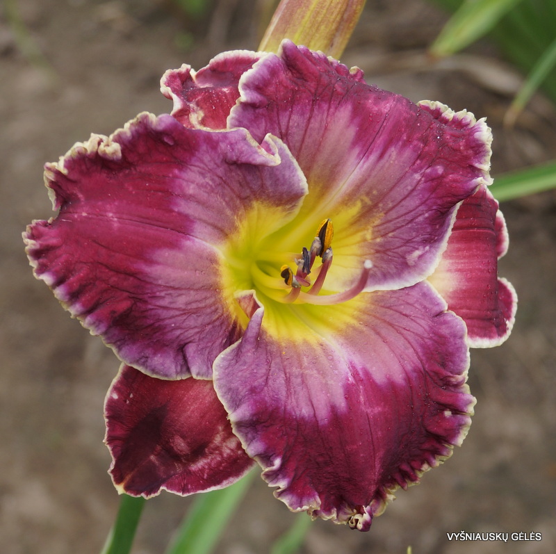 'Vanishing Mist' - Vyšniauskų gėlės