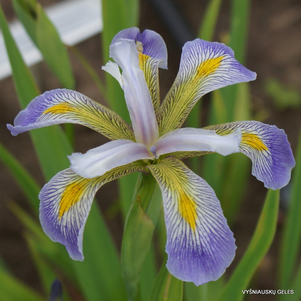 Iris virginica ‘Dottie‘s Double’ - Vyšniauskų gėlės