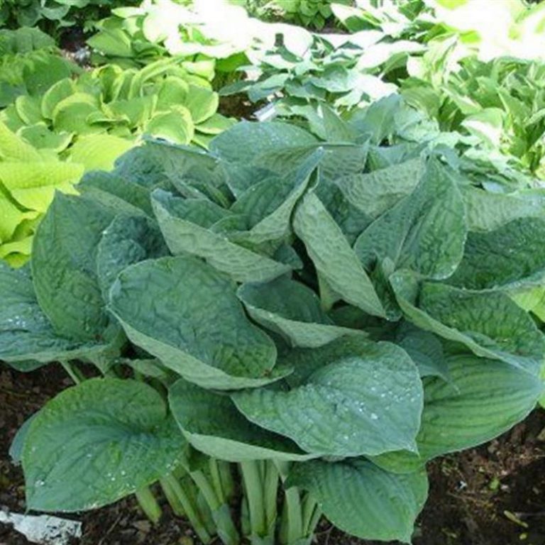 'Bam Bam Blue' - Vyšniauskų gėlės