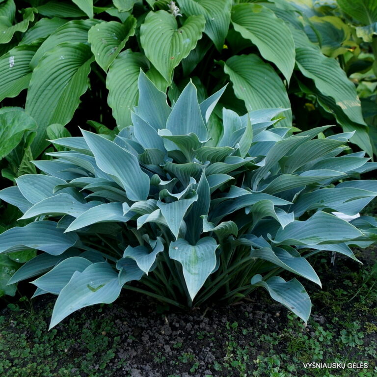 'Smoke Signals' - Vyšniauskų gėlės