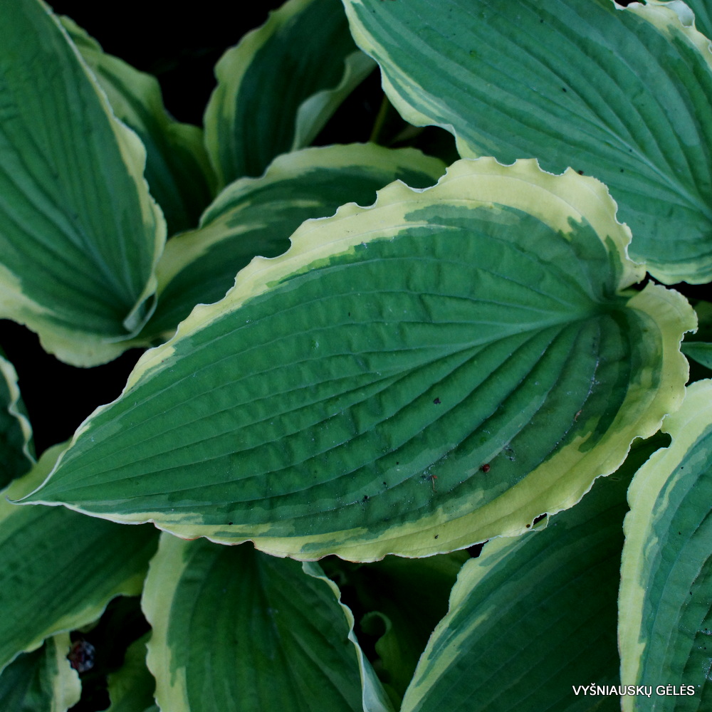 'Tropical Dancer' - Vyšniauskų gėlės
