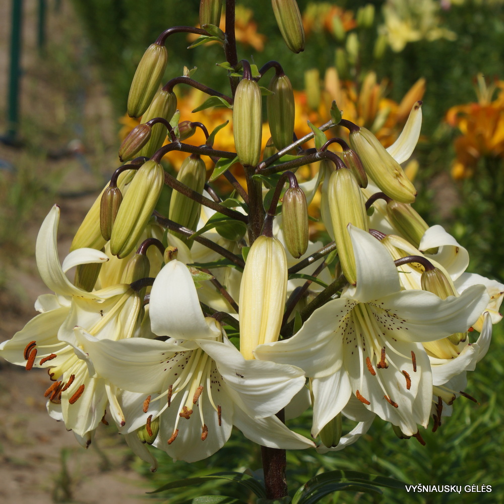 'Angelų Varpai' - Vyšniauskų gėlės
