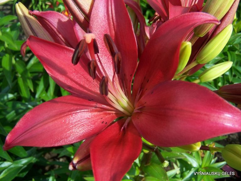 'Royal Grace' (LA) - Vyšniauskų gėlės